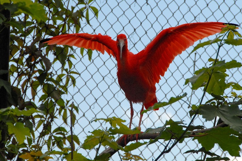 Vogelpark in Herborn-Uckersdorf Roter Ibis